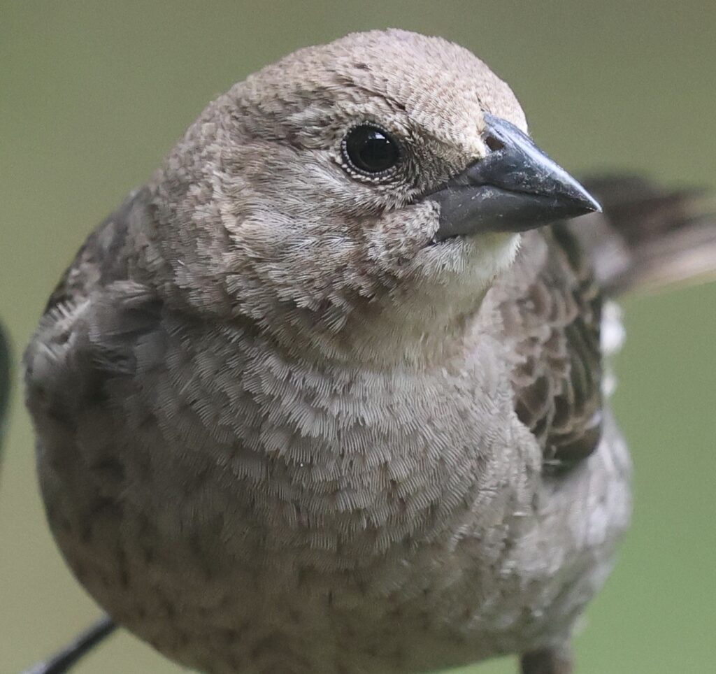 Birding Kids – For Kids Who Love Birds